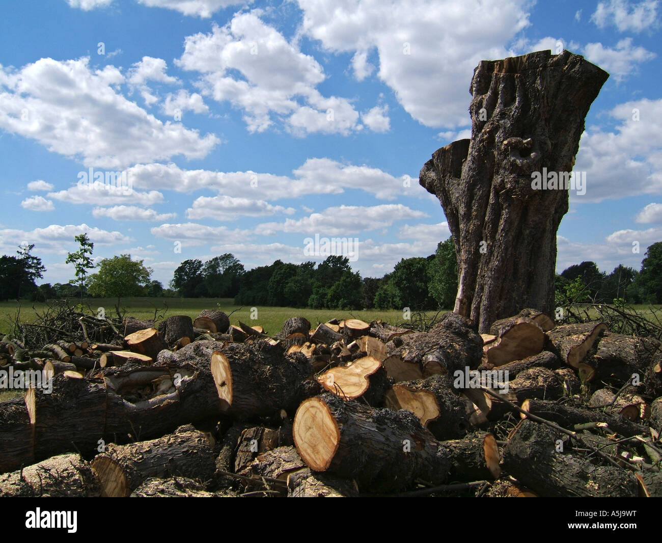 Felled tree in English park, Surrey, England, UK Stock Photo - Alamy