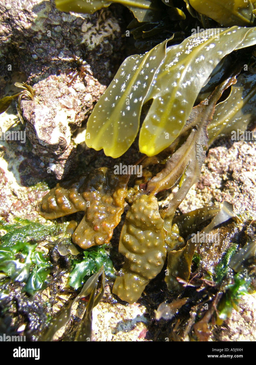 Fucus serratus seaweed toothed wrack hi-res stock photography and ...