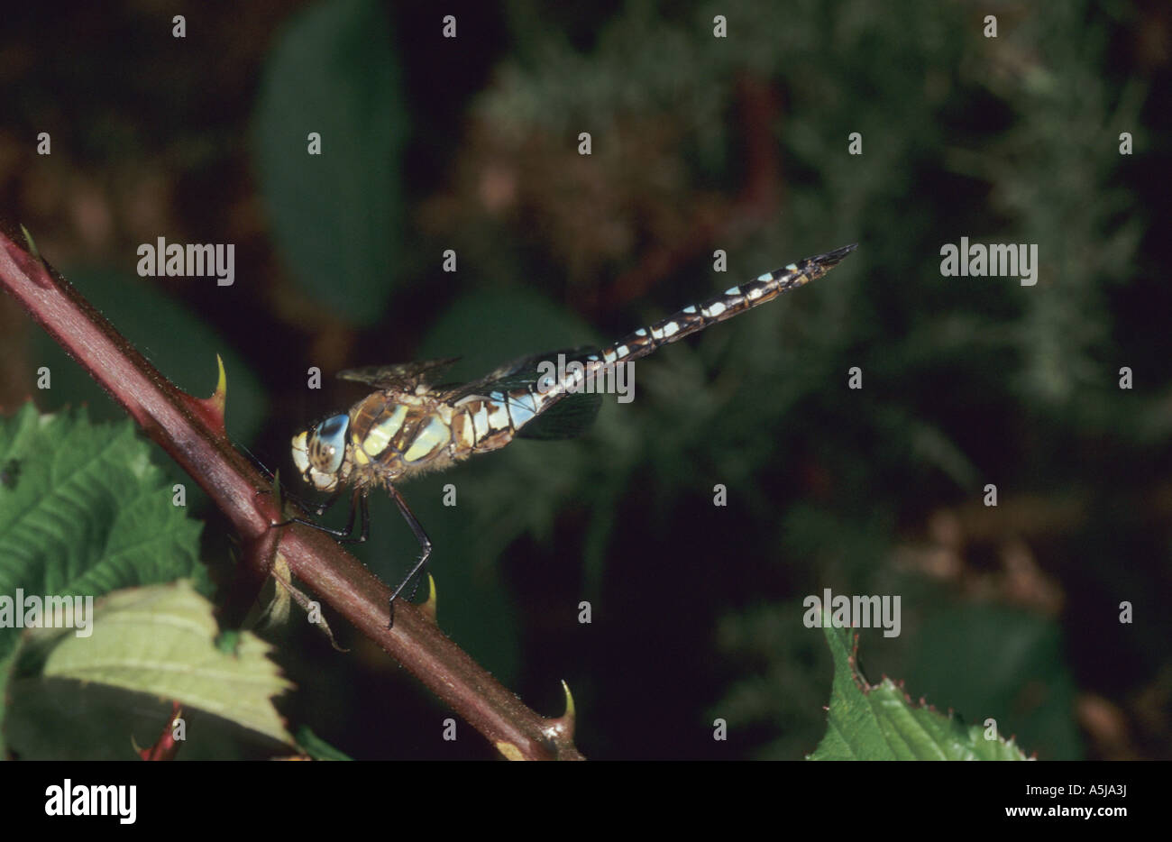 Scarce aeshna (Aeshna mixta) in the uk Stock Photo - Alamy