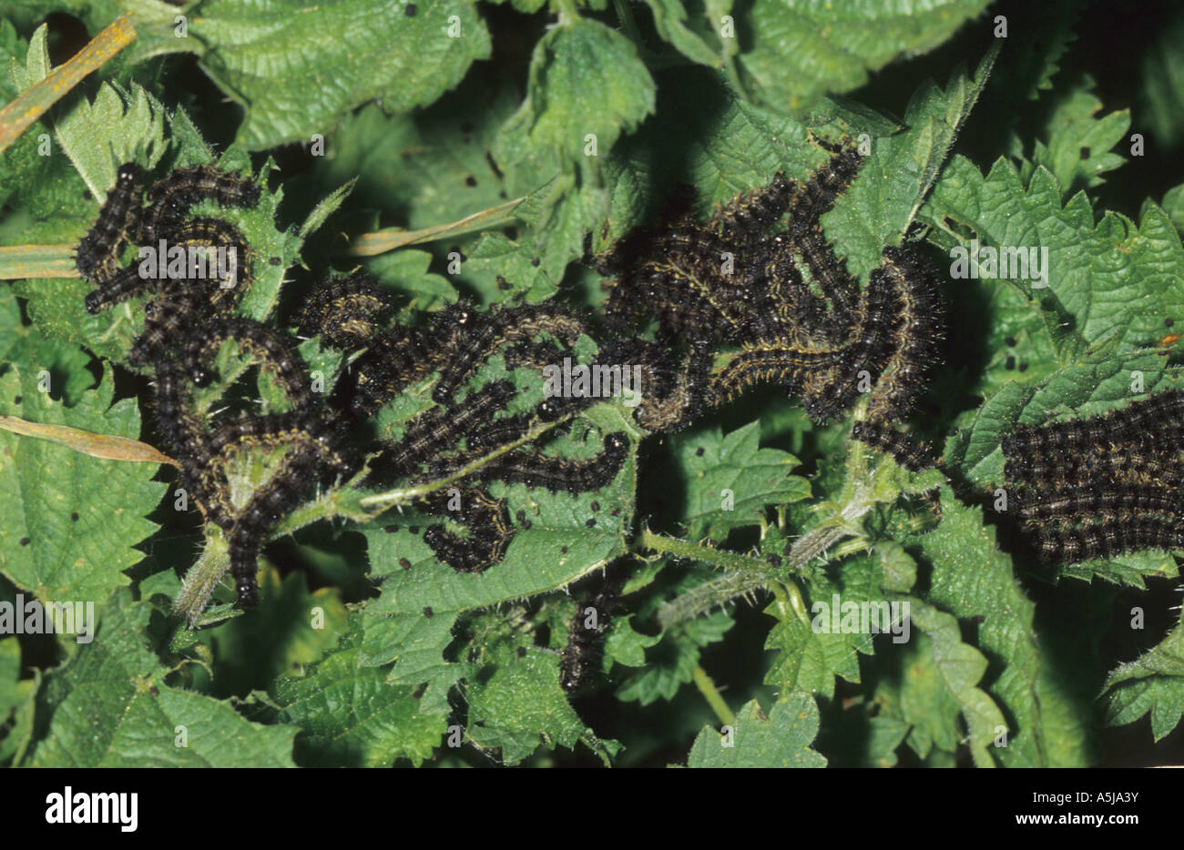 Small Tortoiseshell Caterpillars (Aglais urticae) on Nettles in the uk ...