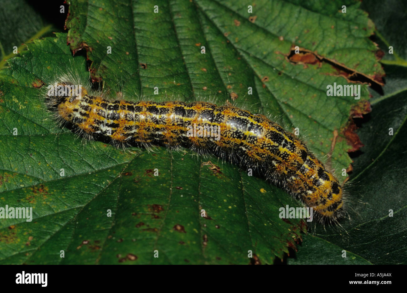 Buff Tip Moth Caterpillar (Phalera bucephala) in the uk Stock Photo - Alamy