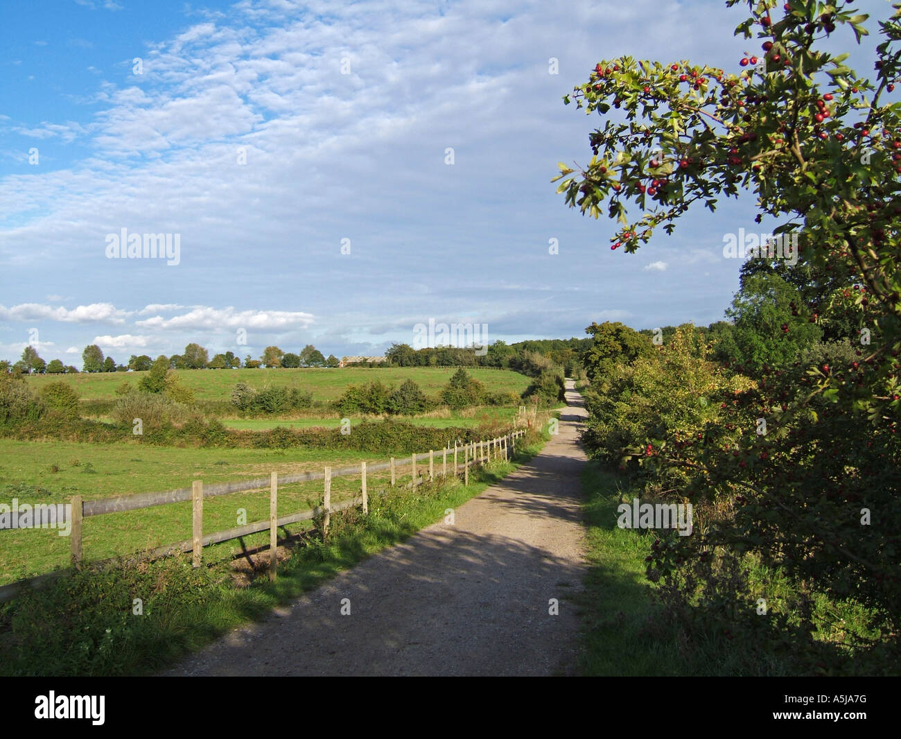 English country lane, Epsom, Surrey, England, UK Stock Photo - Alamy