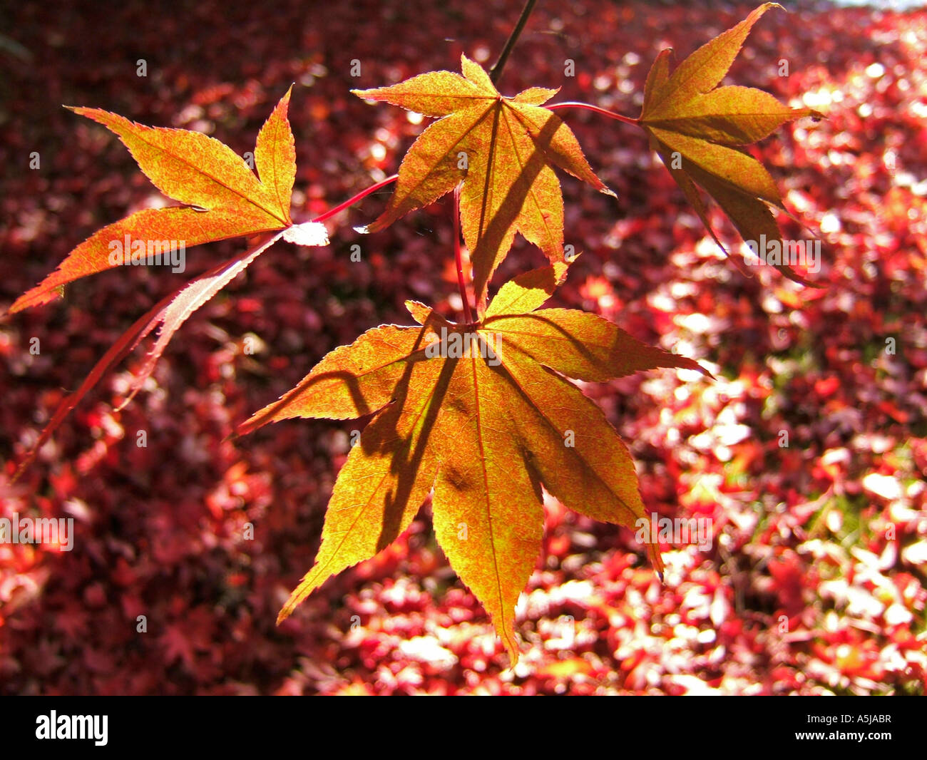 Burning maple leaves hi-res stock photography and images - Alamy