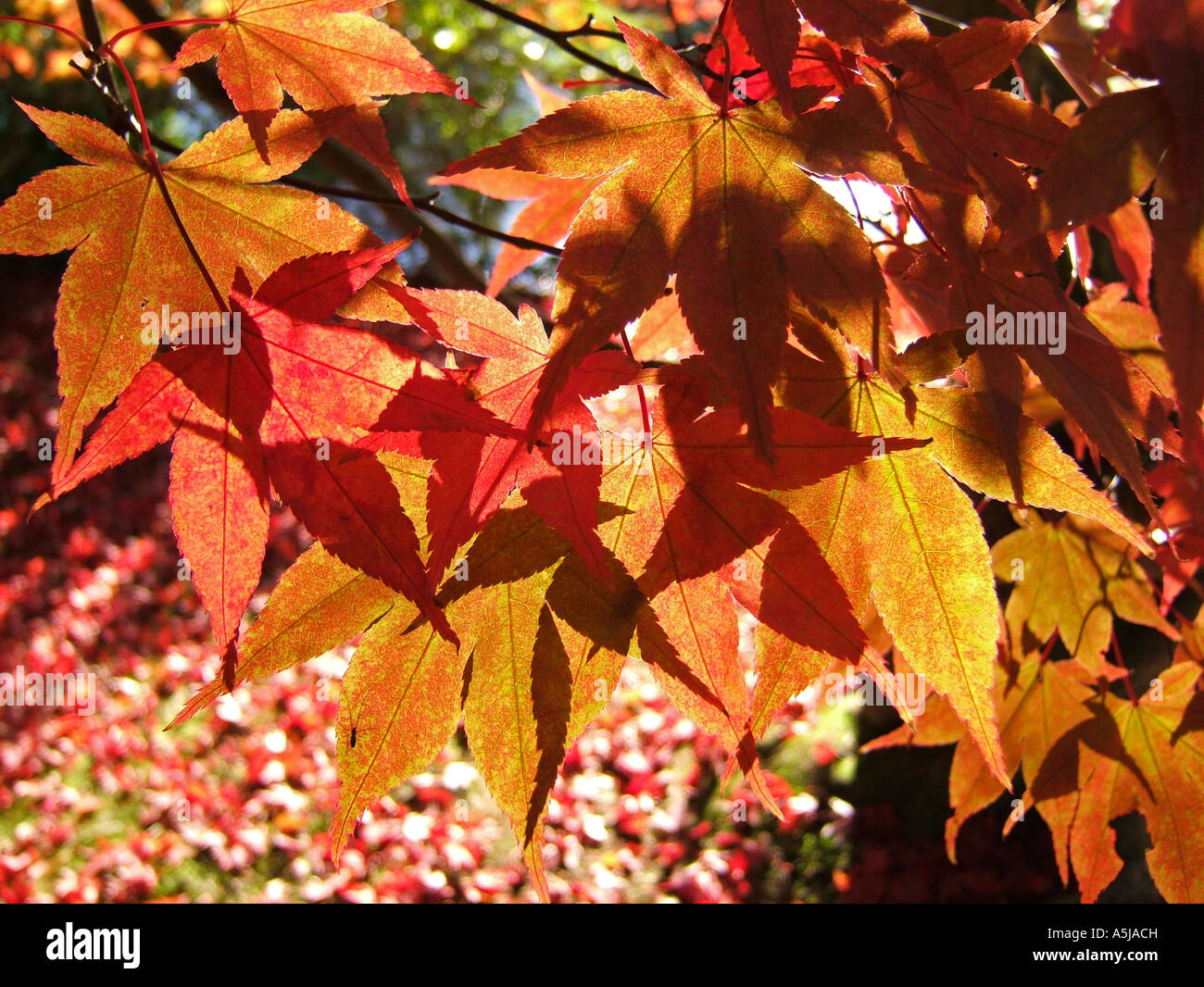 Burning maple leaves hi-res stock photography and images - Alamy