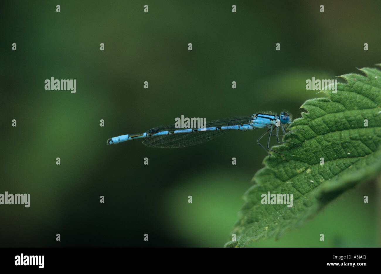 Common Blue Damselfly (Enallagma cyathigerum) in the uk Stock Photo - Alamy
