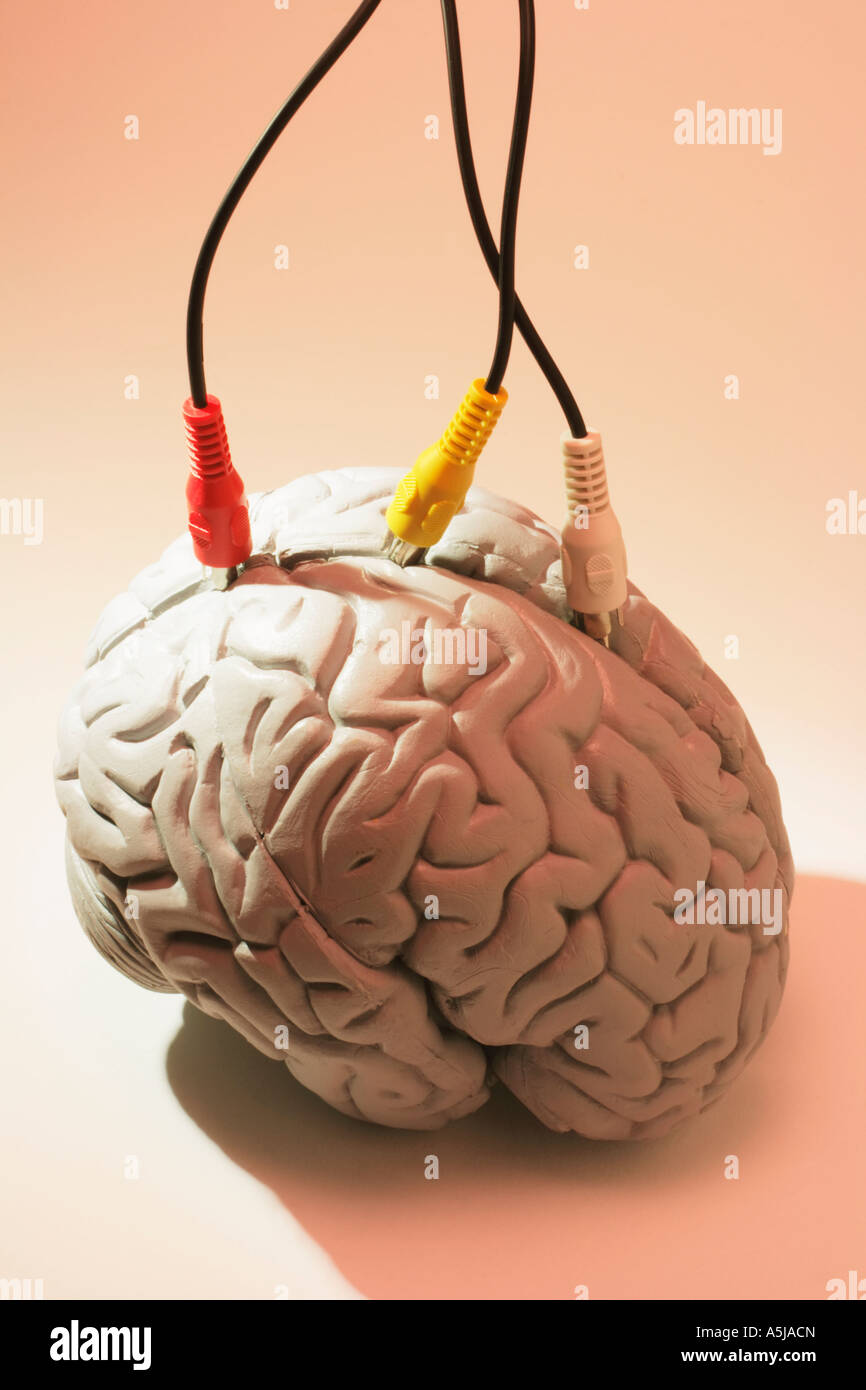 Human brain specimen hi-res stock photography and images - Alamy