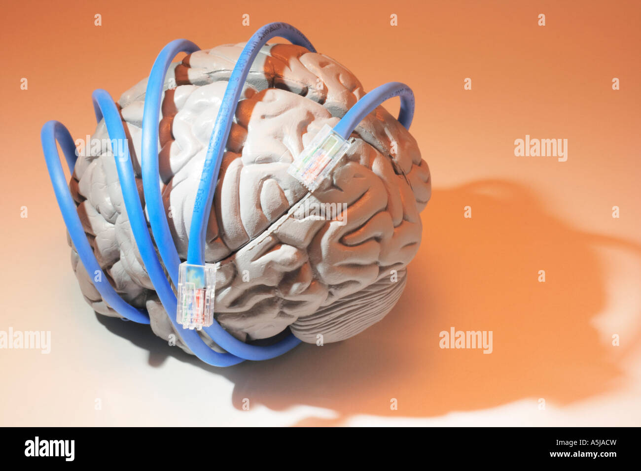 Network Cables Around Anatomy Specimen of Human Brain Stock Photo - Alamy