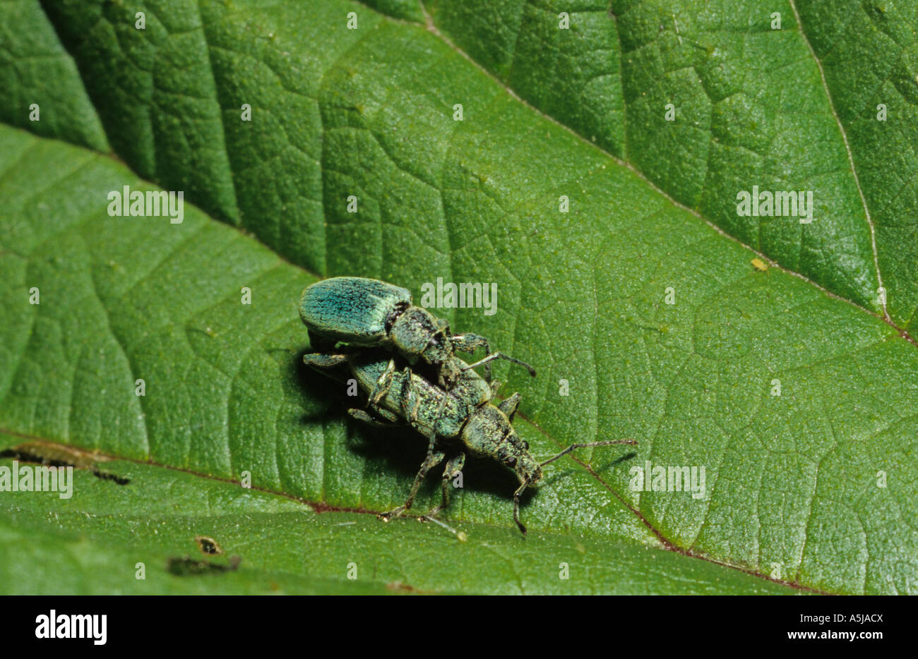 Weevils Mating (Phyllobius pomaceus) in the uk Stock Photo - Alamy