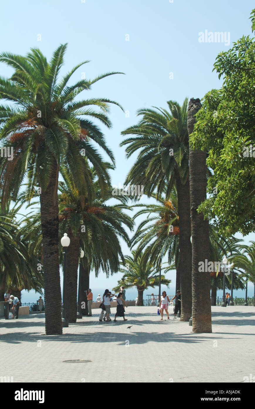 Tarragona popular palm tree lined promenade Stock Photo - Alamy