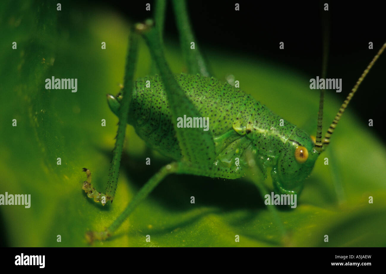 Green Grasshopper in the uk Stock Photo - Alamy