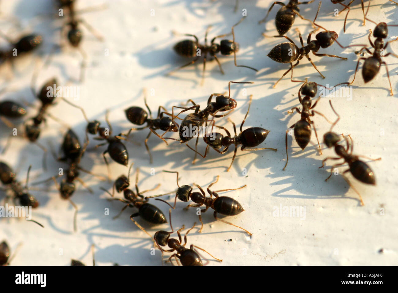 Ants congregating on a white painted gate Stock Photo - Alamy