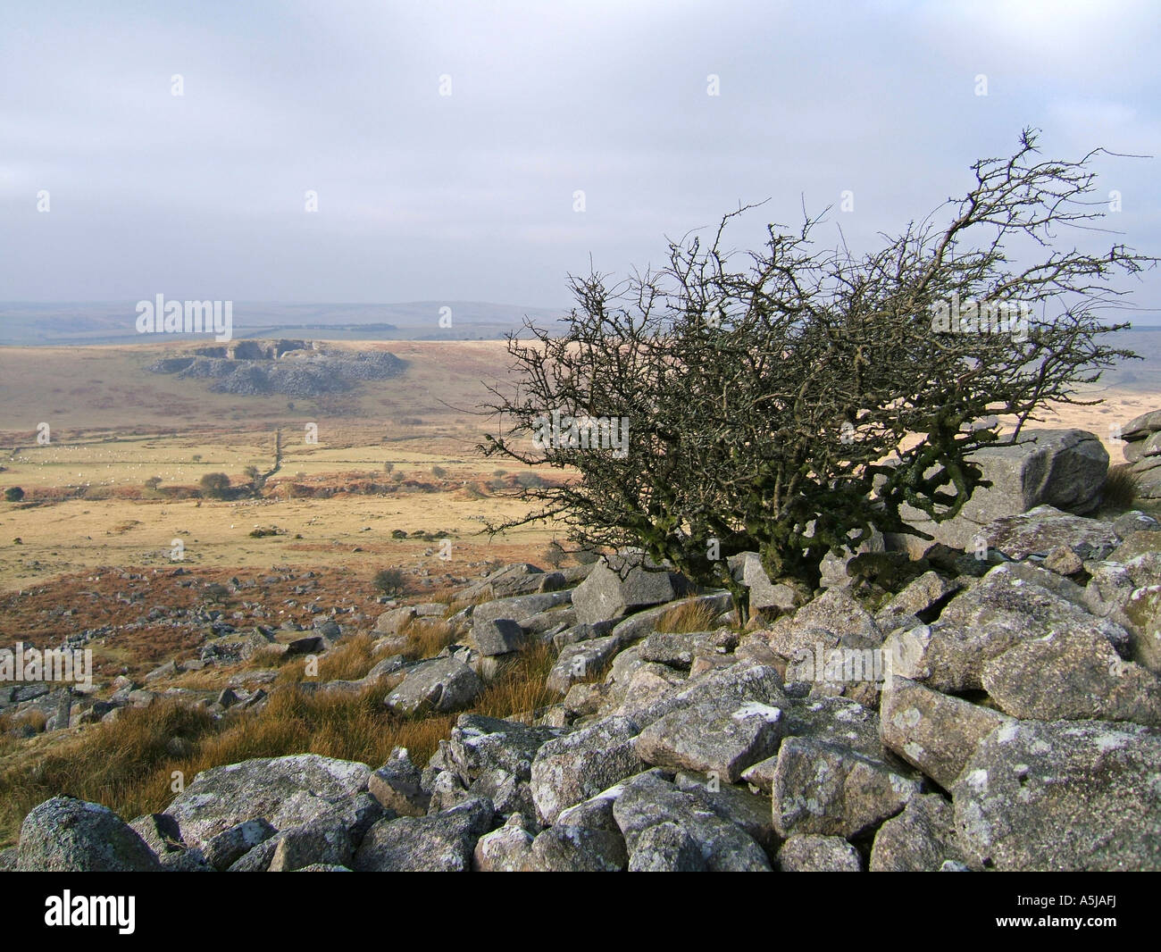 Wind swept tree on Bodmin Moor, Cornwall, England, UK Stock Photo - Alamy