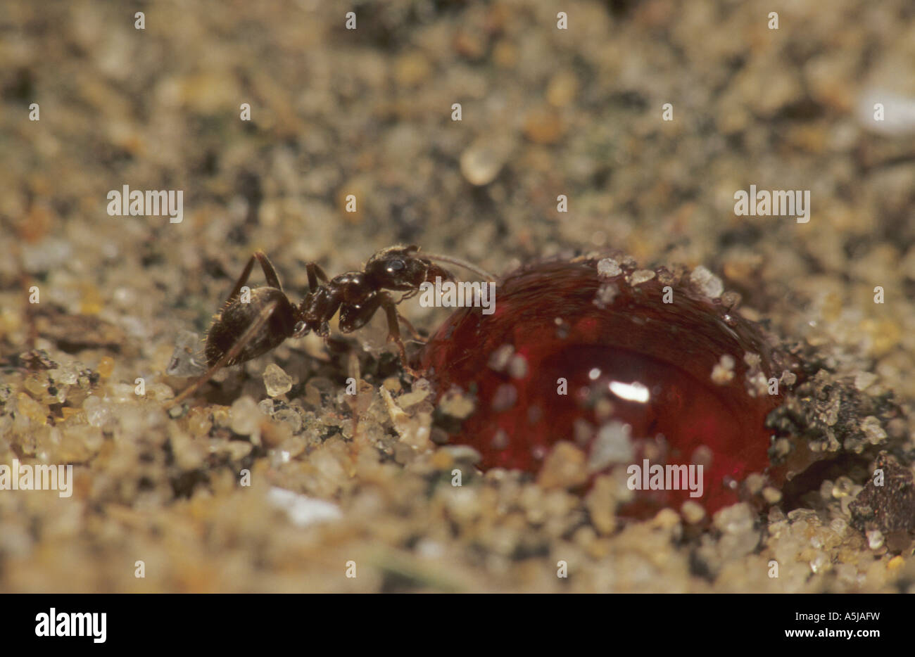 Garden black ants lasius niger hi-res stock photography and images - Alamy