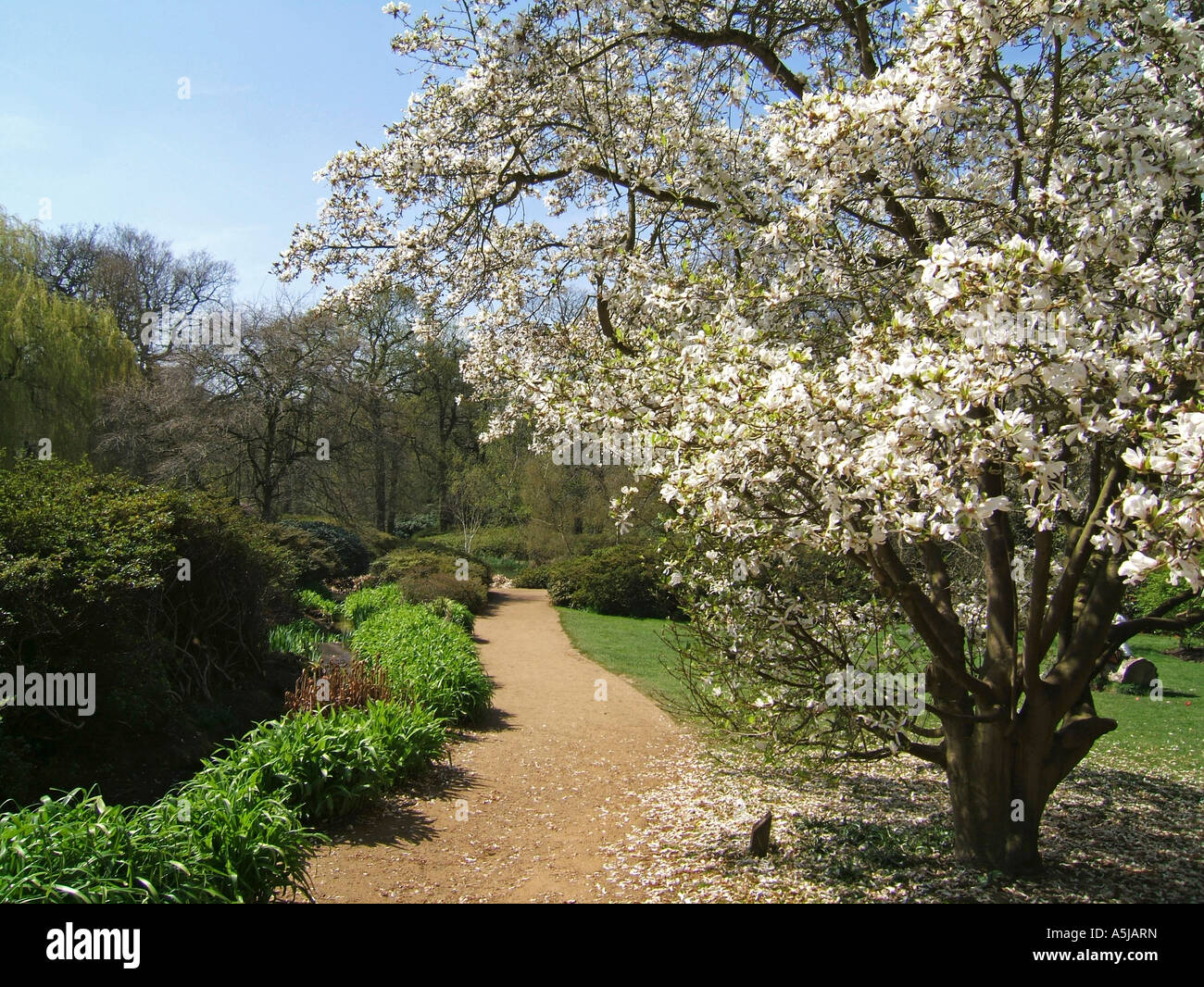 Magnolia tree in Isabella Plantation, Richmond Park, London, England ...