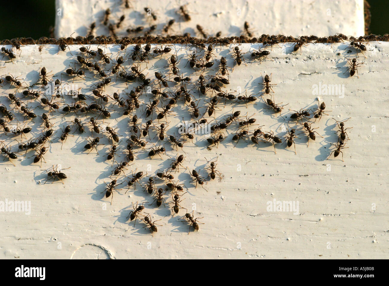 Ants congregating on a white painted gate Stock Photo - Alamy