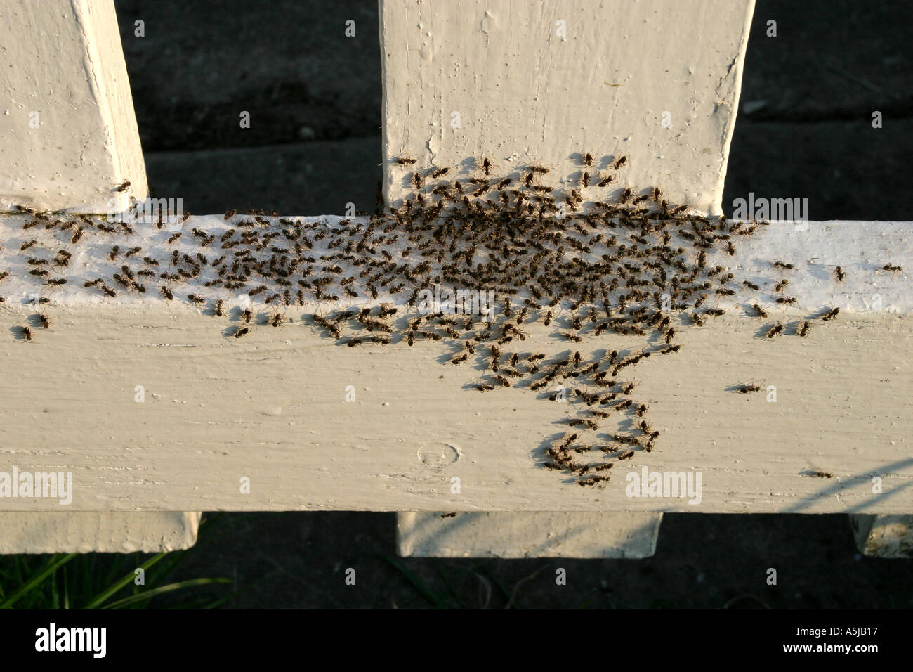 Ants congregating on a white painted gate Stock Photo - Alamy