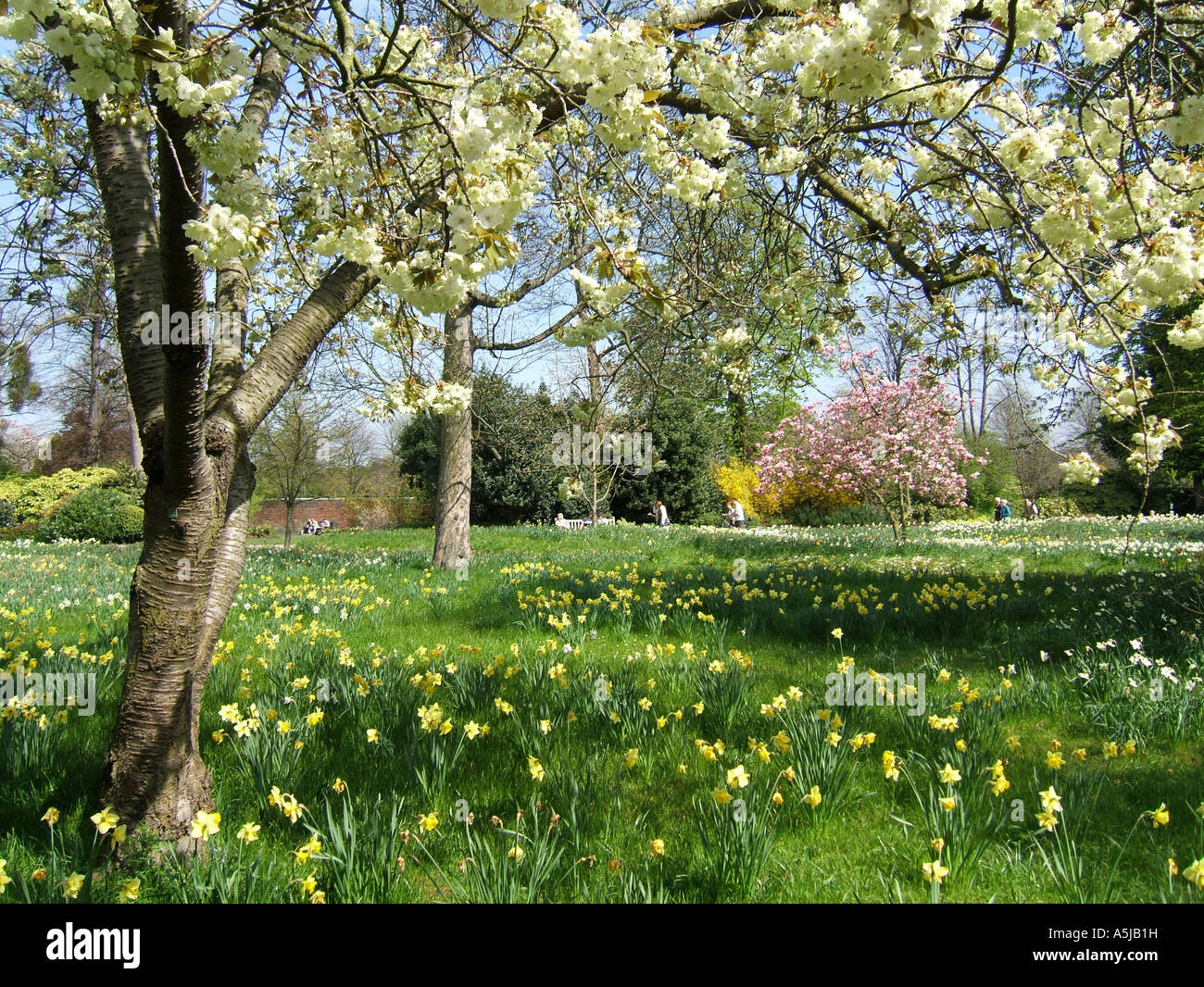 Spring flowers in the outer garden at Hampton Court Palace, Surrey ...