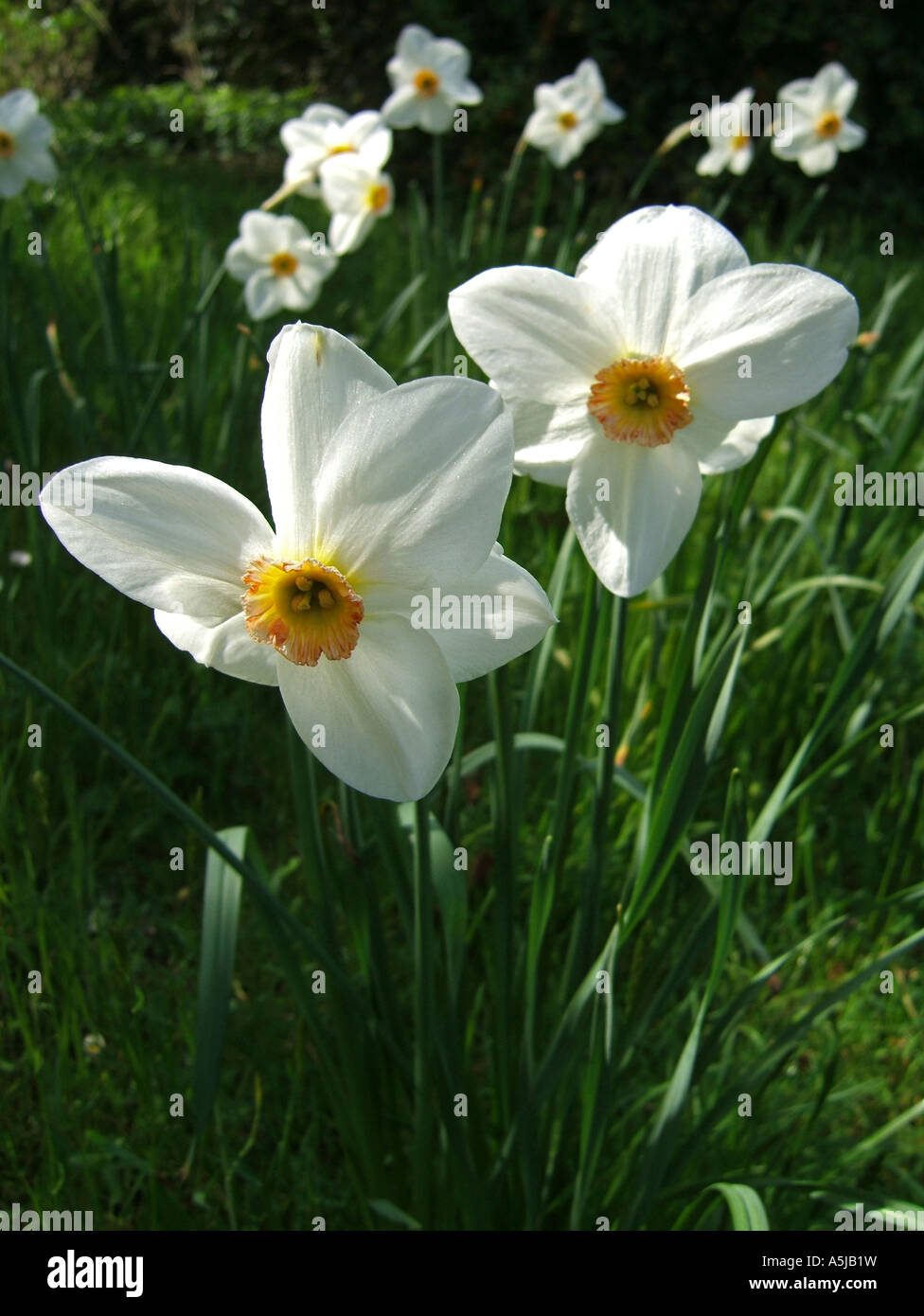 Narcisi hi-res stock photography and images - Alamy