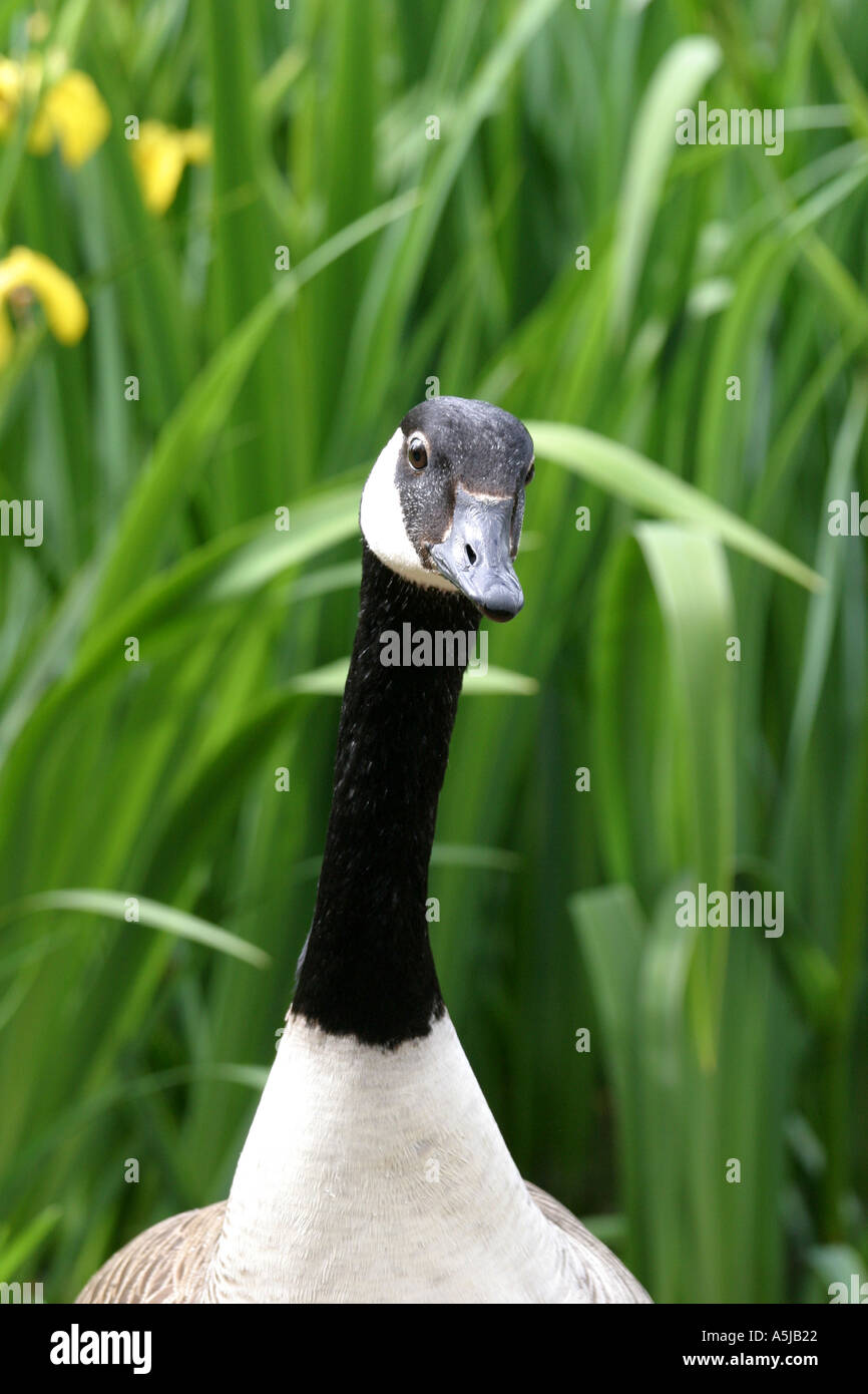 Goose stretches neck hi-res stock photography and images - Alamy