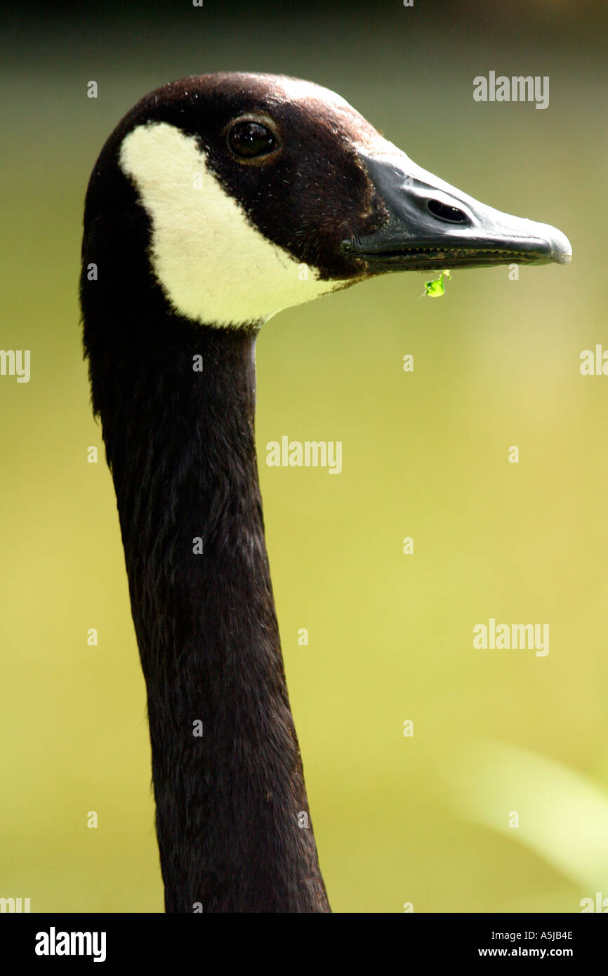 An inquisitive canada goose stretches its neck to look into the camera ...