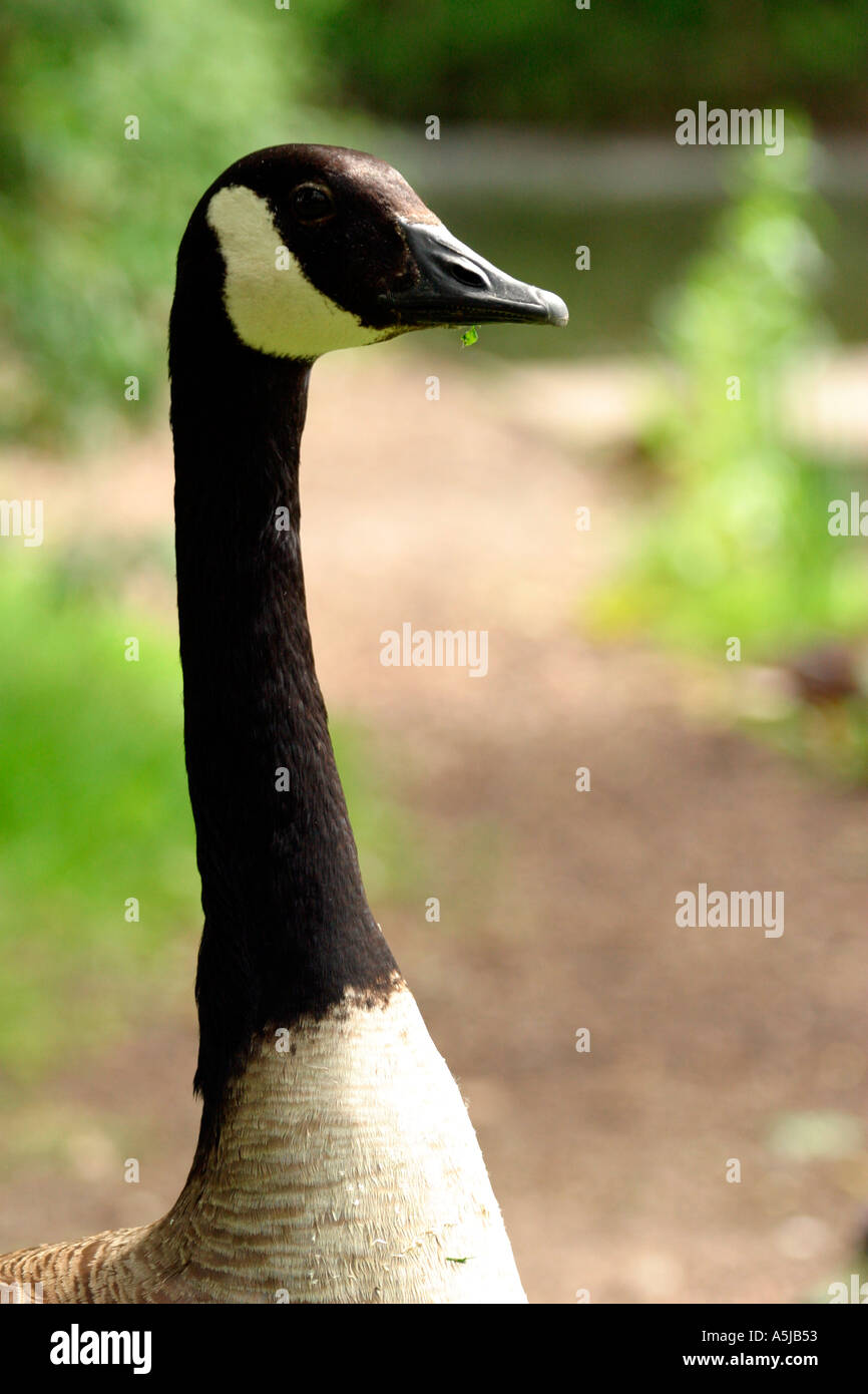 An inquisitive canada goose stretches its neck to look into the camera ...