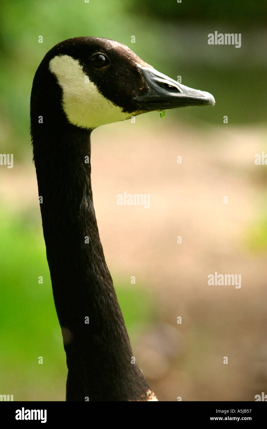 An inquisitive canada goose stretches its neck to look into the camera ...