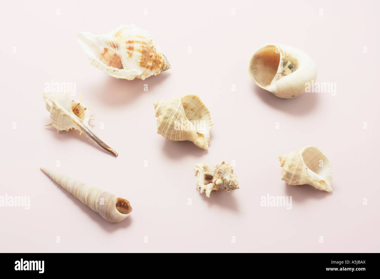 Oceanic shells hi-res stock photography and images - Alamy
