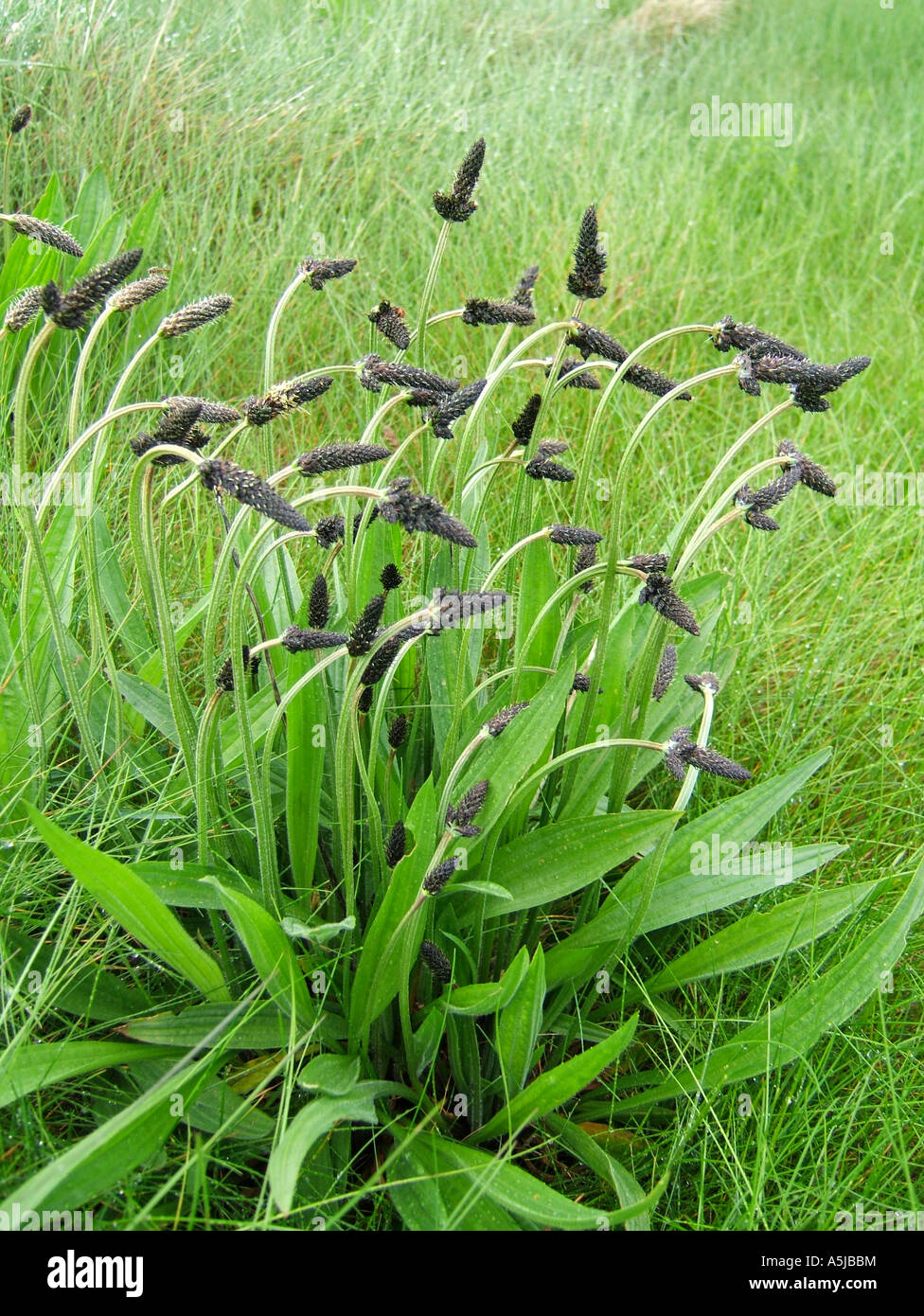 Ribwort plantain (black plantain, ribgrass, ribwort, tinker-tailor ...