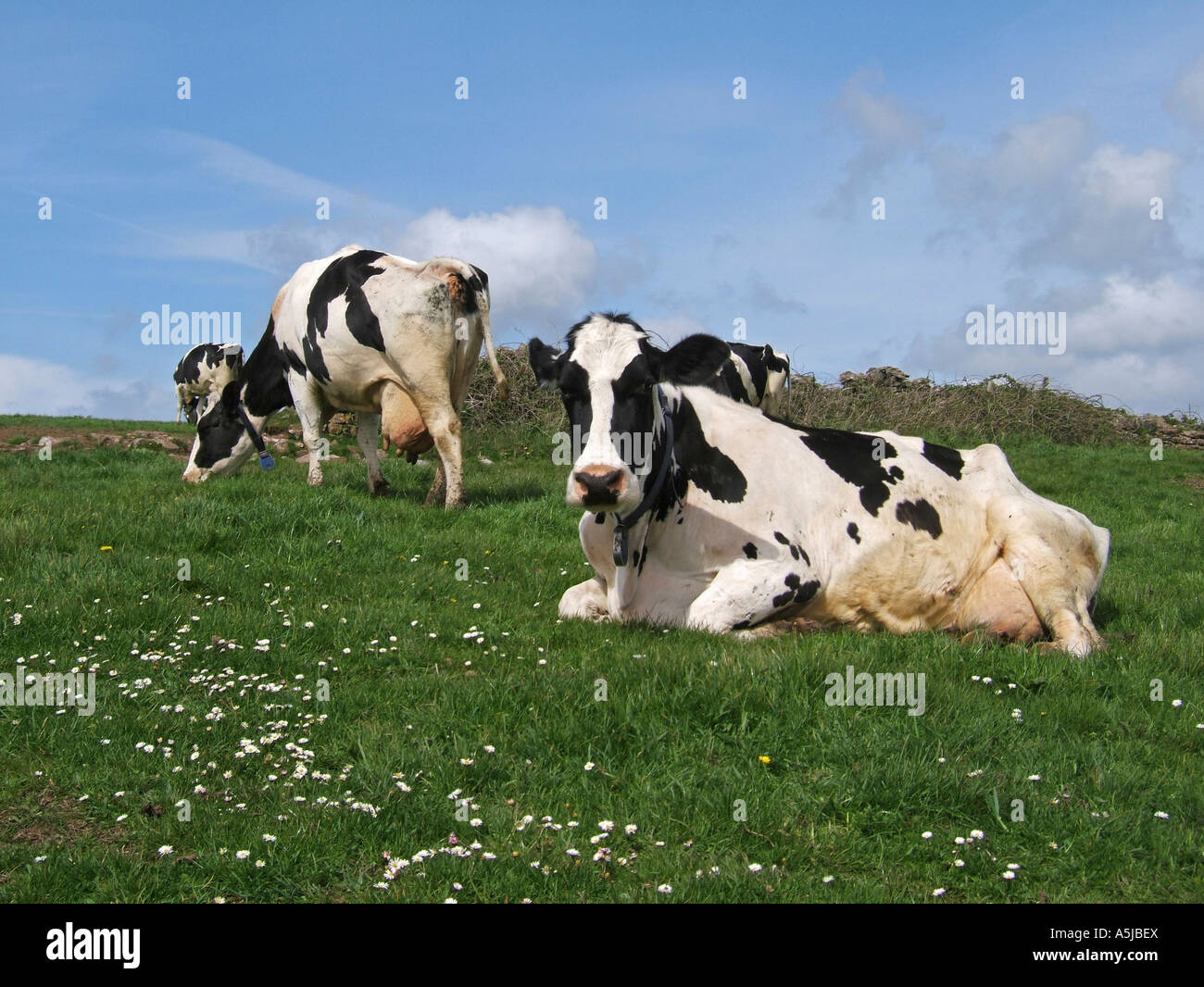 Fresian cows in field grasing Stock Photo - Alamy