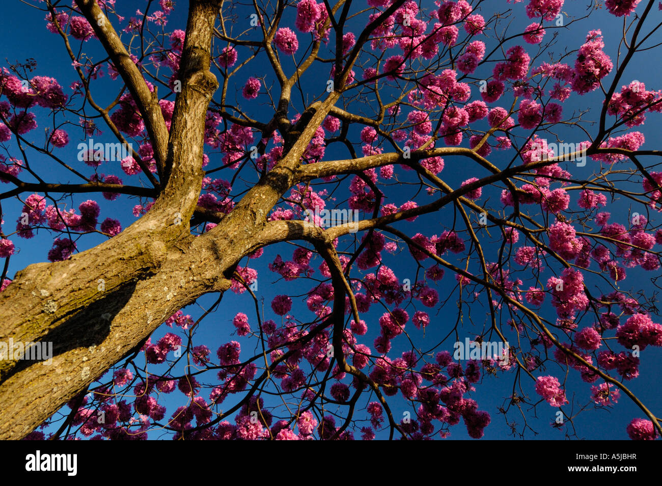 Pink Tabebuia avellanedae Tabebuia impestiginosa Stock Photo - Alamy