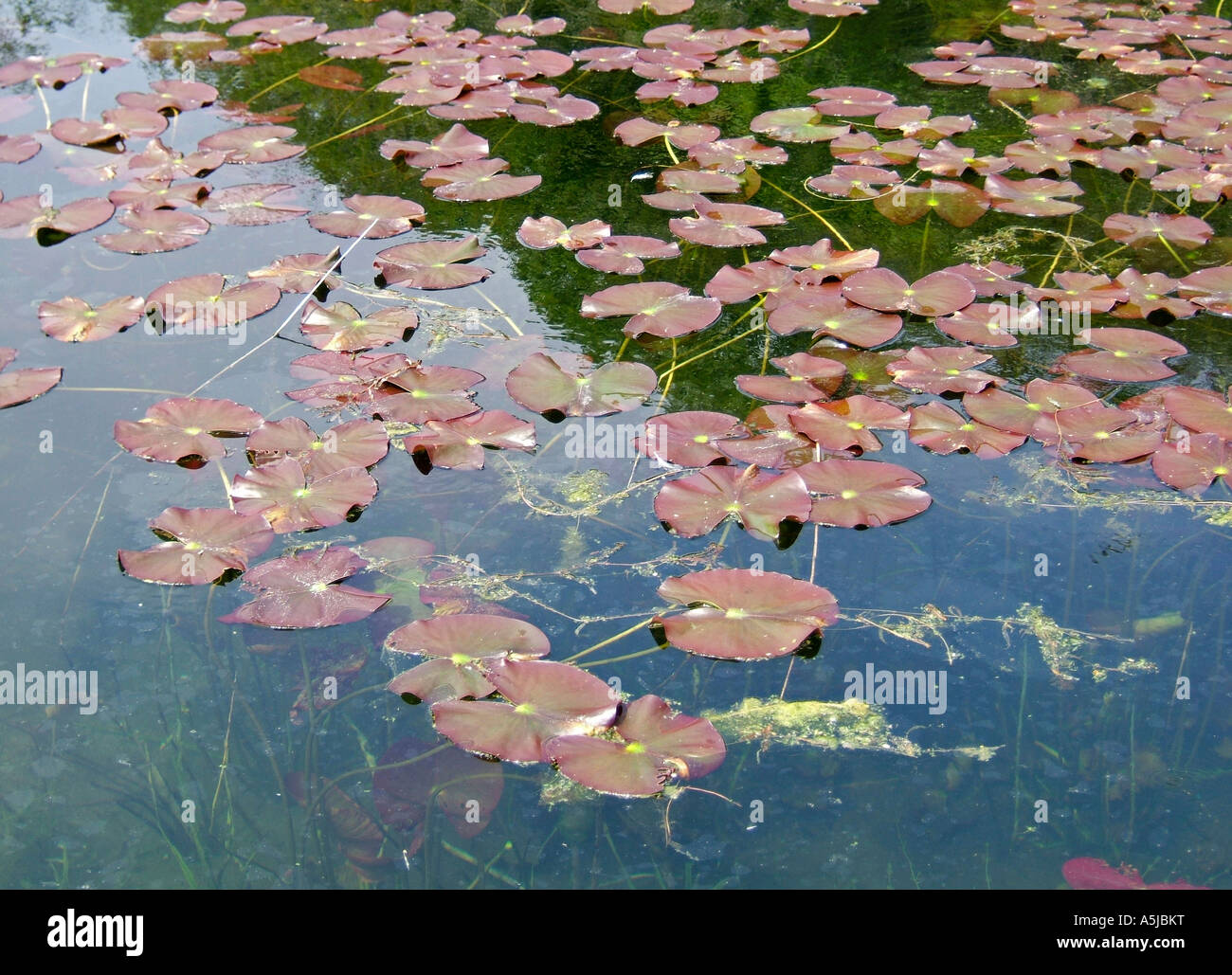 Lilly pads on the surface of a lake Stock Photo - Alamy