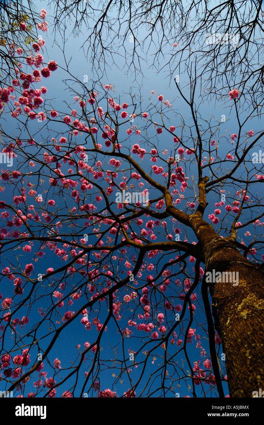 Pink variation of Tabebuia avellanedae Tabebuia impestiginosa Stock ...
