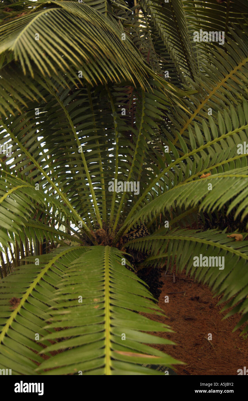 Spinulosum High Resolution Stock Photography and Images - Alamy