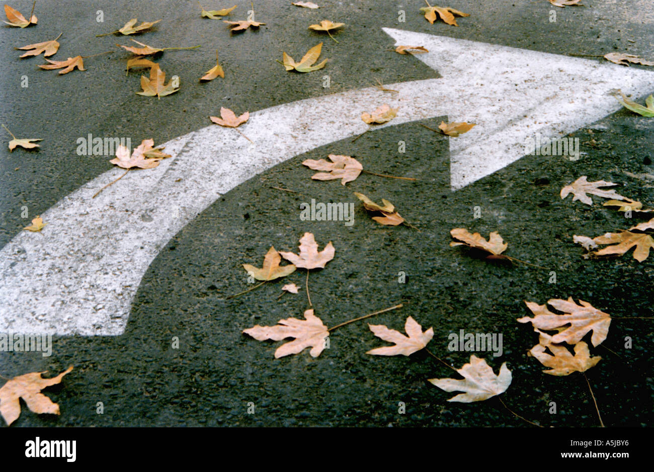 Right Leaf High Resolution Stock Photography and Images - Alamy