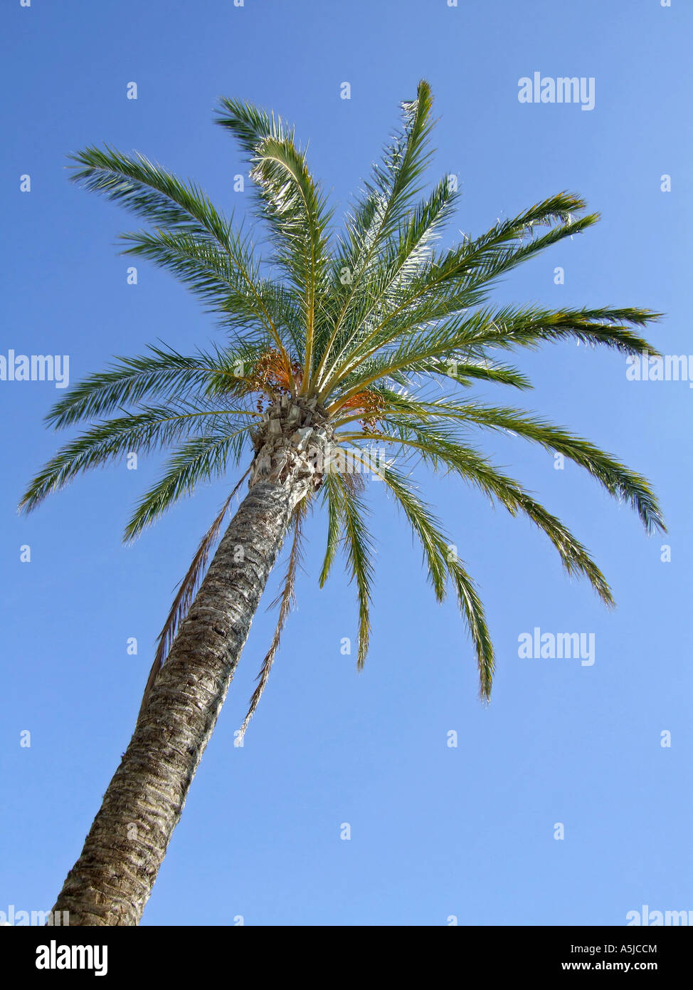 Single date palm Stock Photo - Alamy