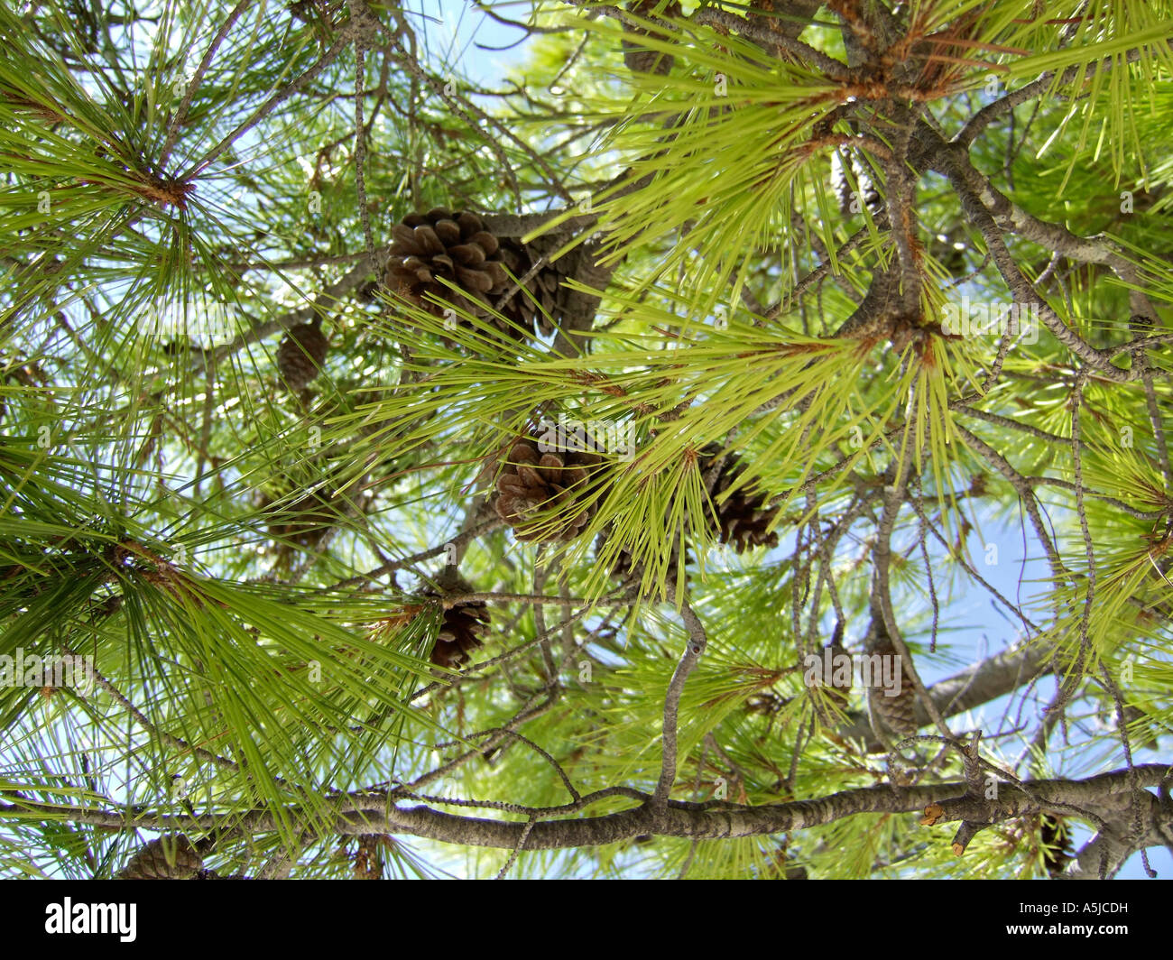 Pine tree with cones Stock Photo - Alamy
