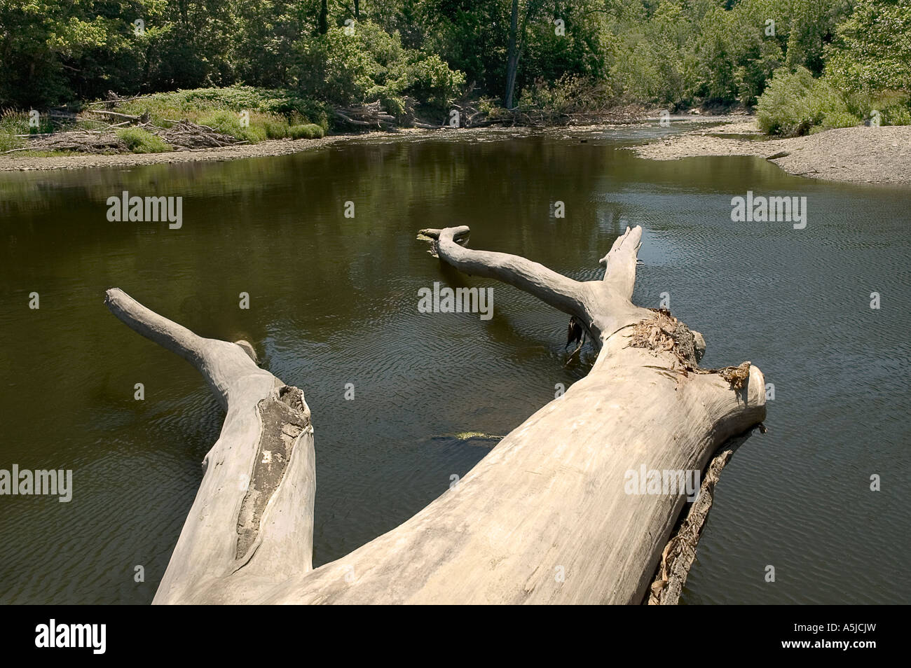 FallenTree in River Stock Photo - Alamy