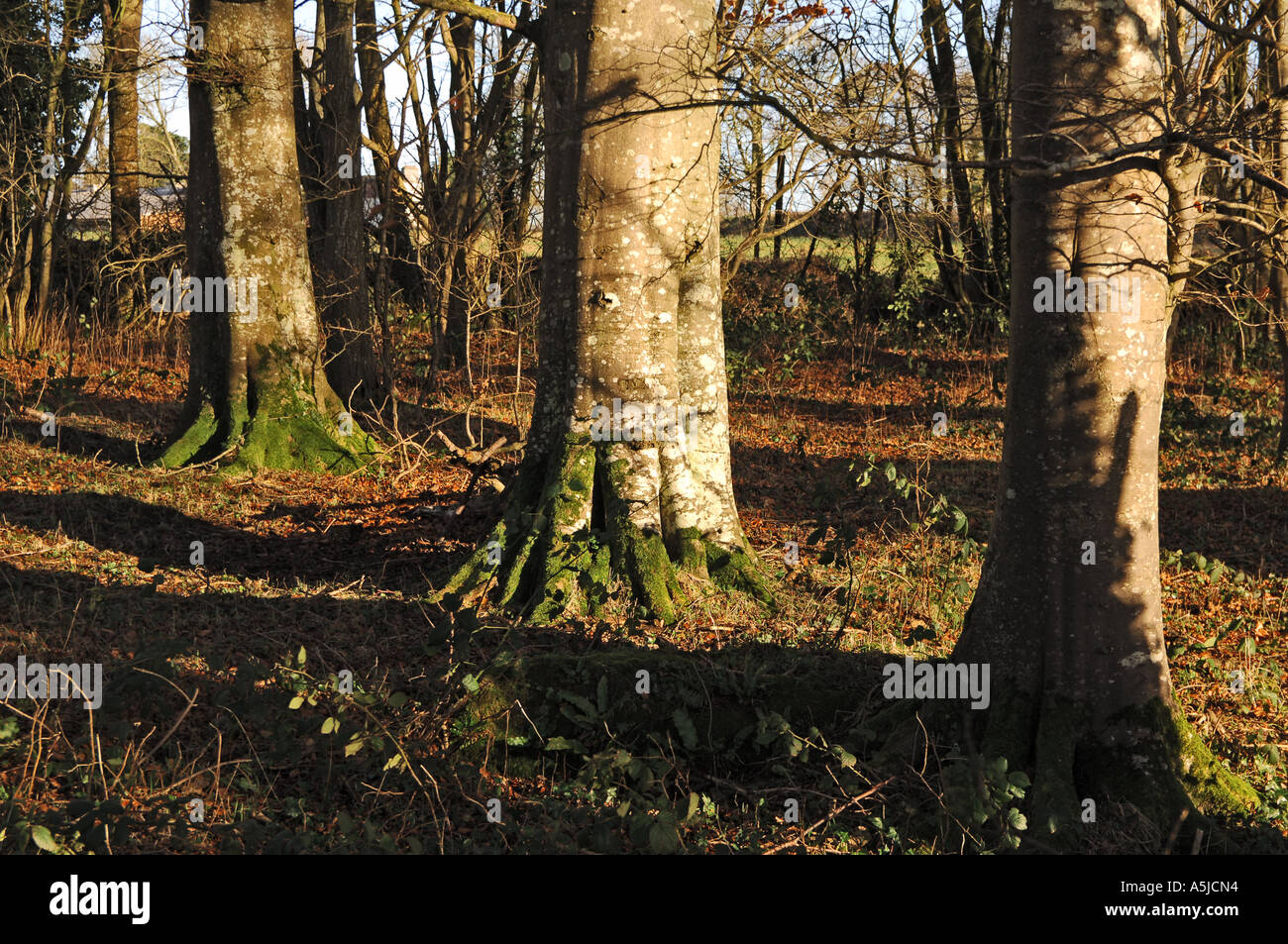Wilkinstown hi-res stock photography and images - Alamy