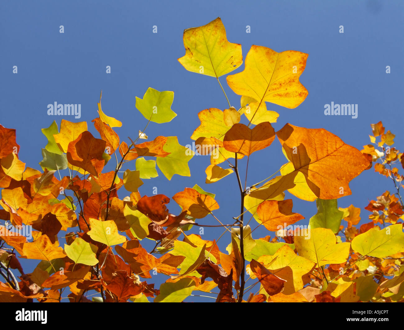 Liriodendron tulipifera. Golden tulip tree leaves against blue sky ...