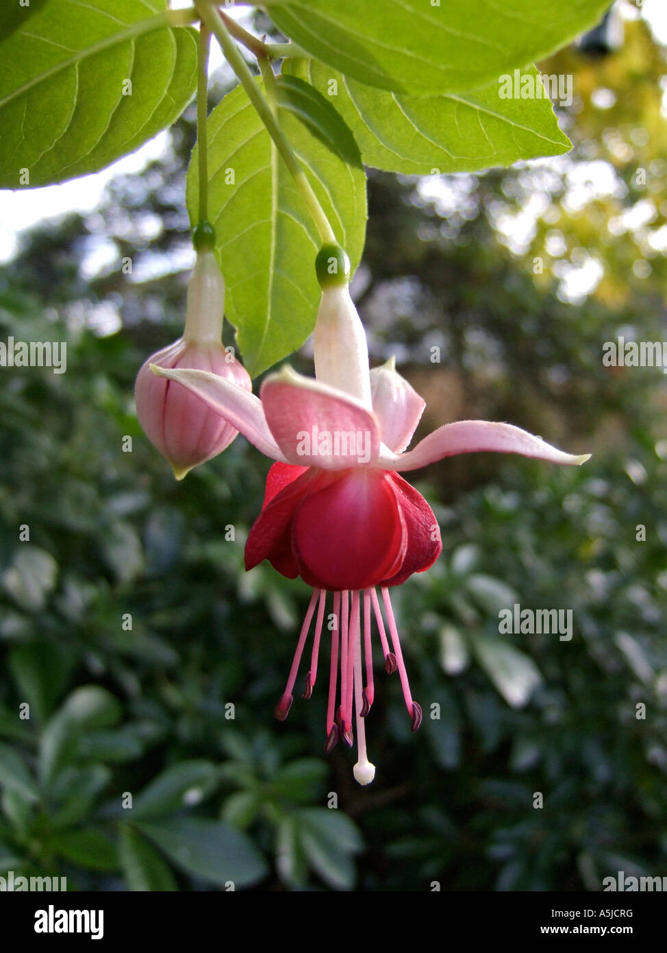 Fushia with leaf hi-res stock photography and images - Alamy