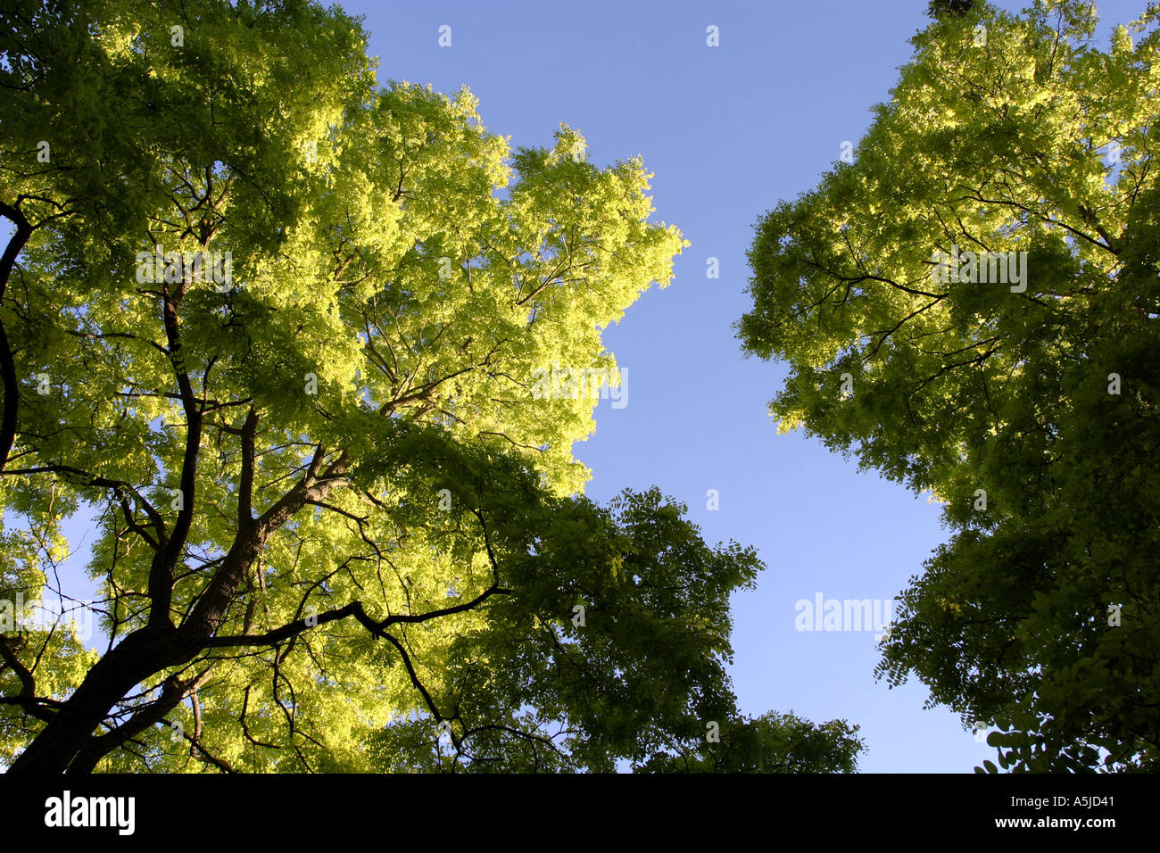Looking up towards the sky through colourful trees Stock Photo - Alamy