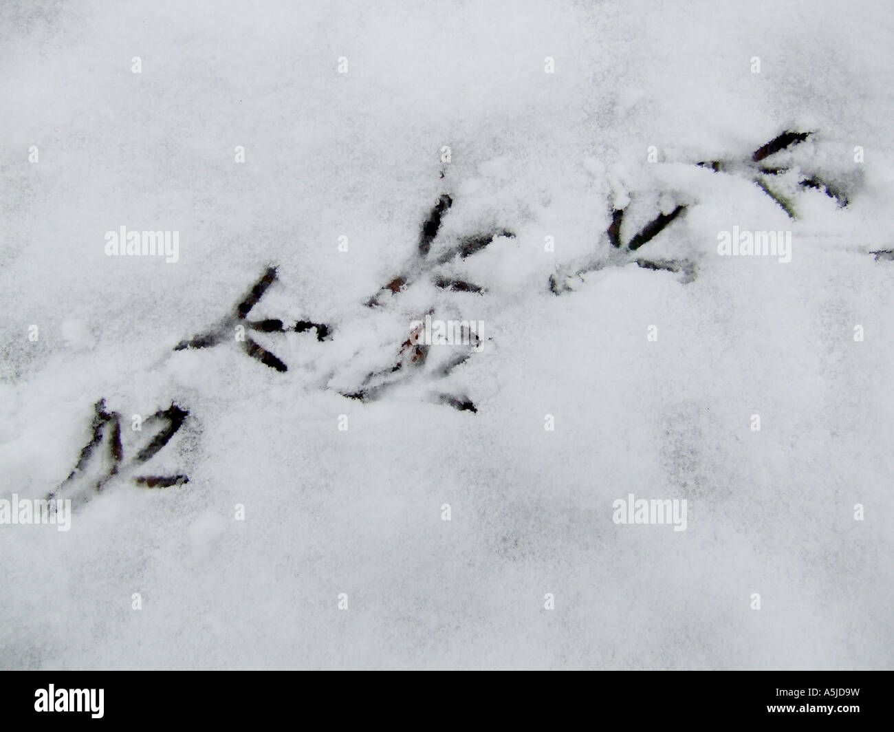 Bird footprints in the snow Stock Photo - Alamy