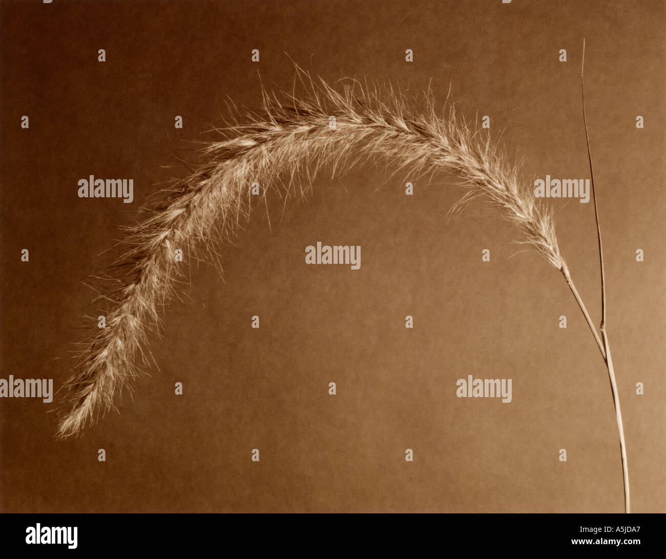 Sepia toned image of fountain grass on paper background Stock Photo - Alamy