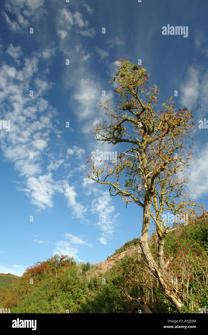 Lone tree on Northumberland Moor Stock Photo - Alamy