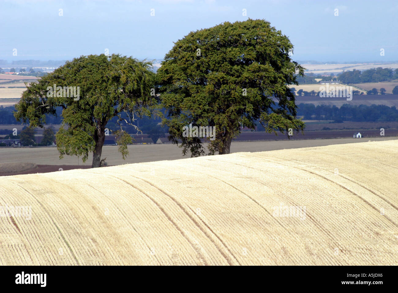 landscape of field with trees Stock Photo - Alamy