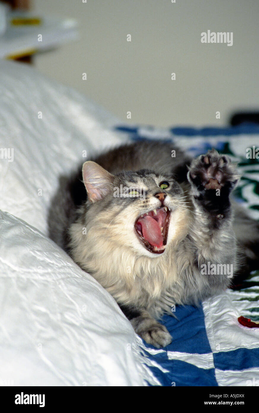 Housecat sleeping yawning hi-res stock photography and images - Alamy