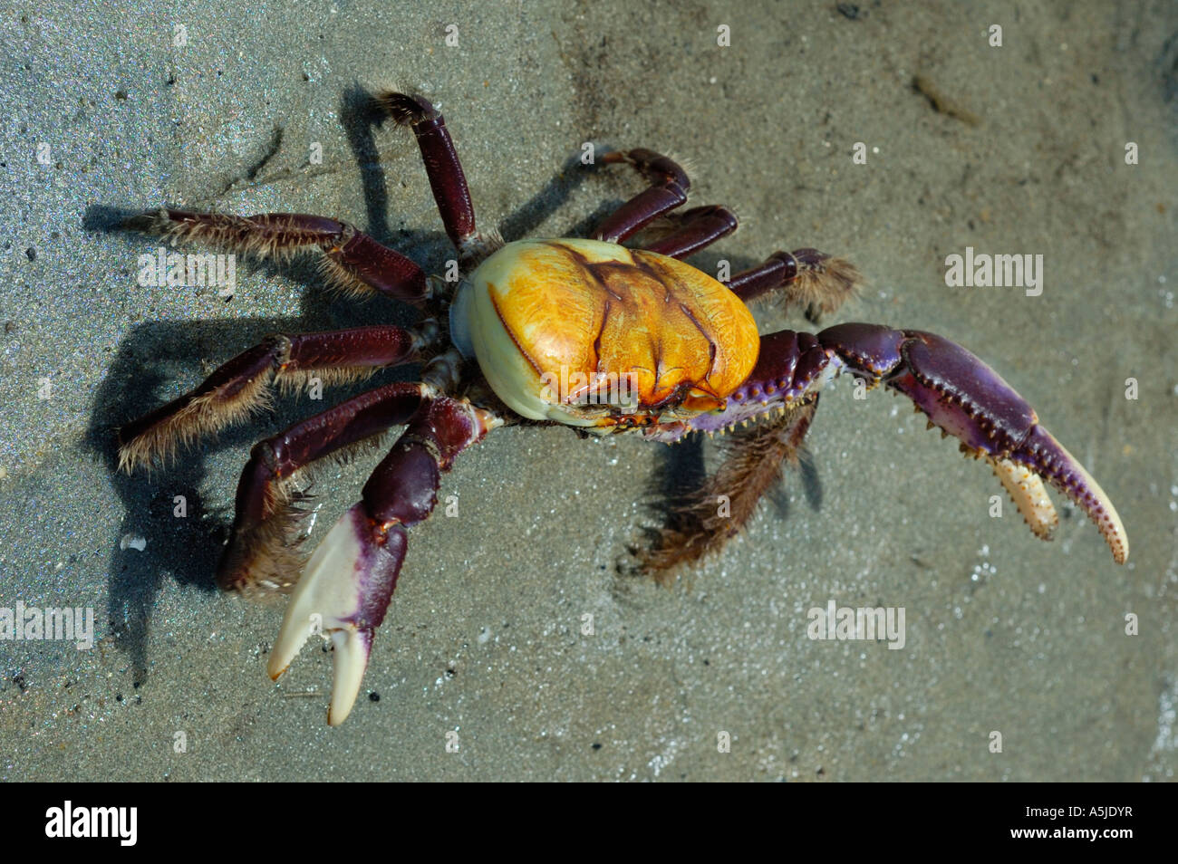 Brazil attack hi-res stock photography and images - Alamy