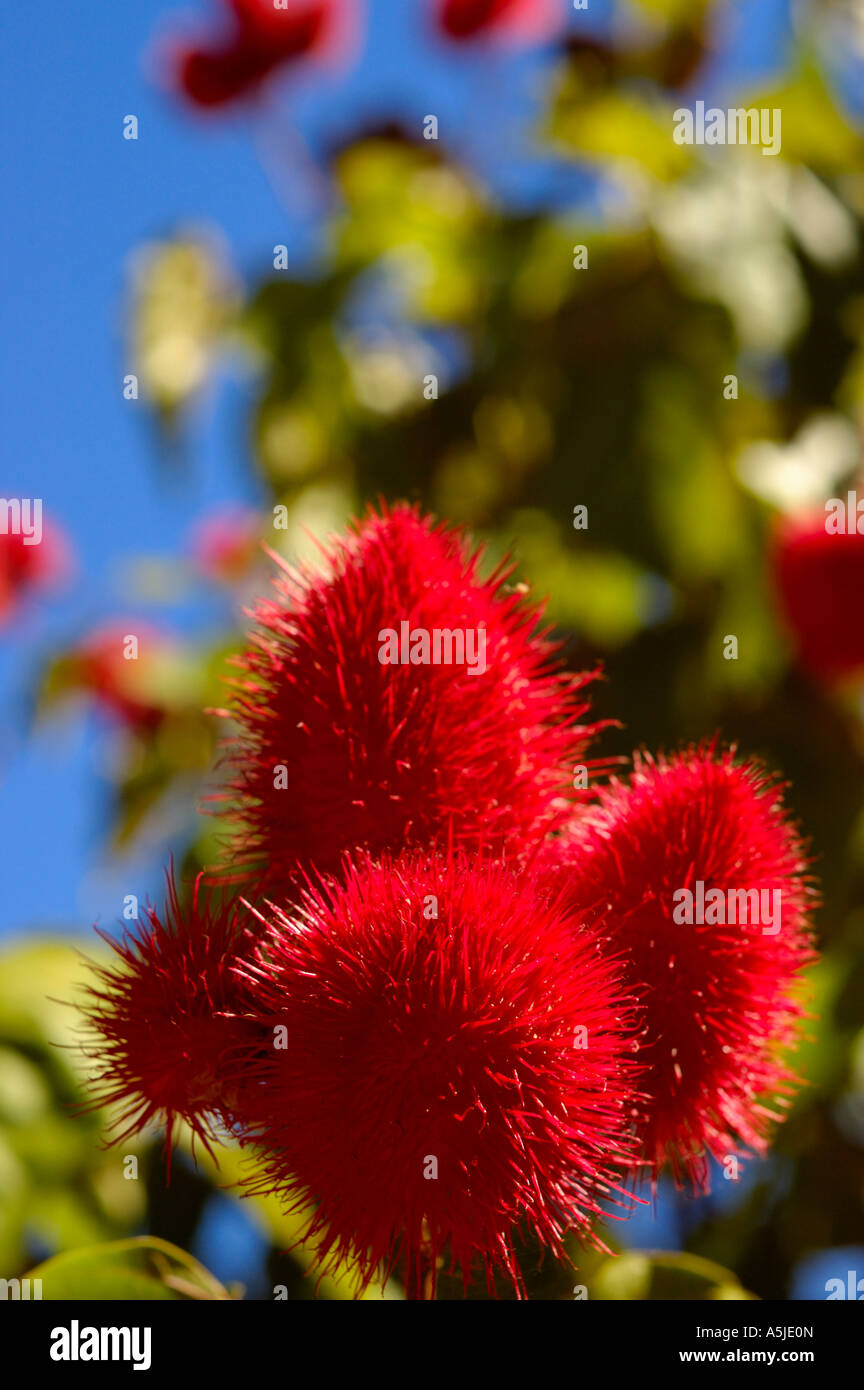 Urucum tree colorant colouring colorific Bixa orellana Stock Photo - Alamy