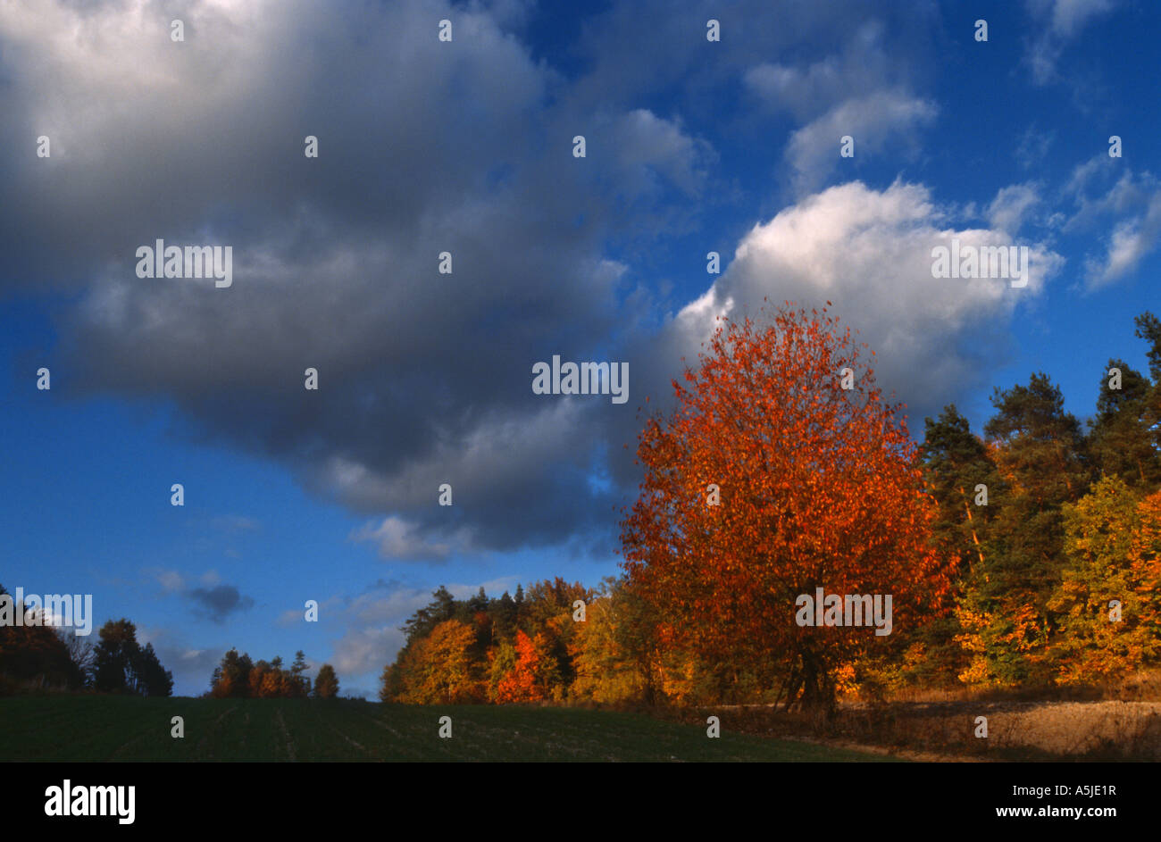 Poland Landscape, Polish Countryside Stock Photo - Alamy