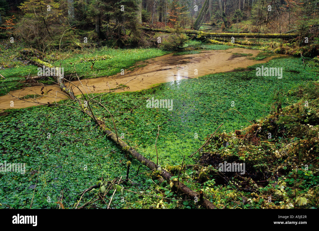 River in Old Forest , Roztocze National Park Backwoods Stock Photo - Alamy